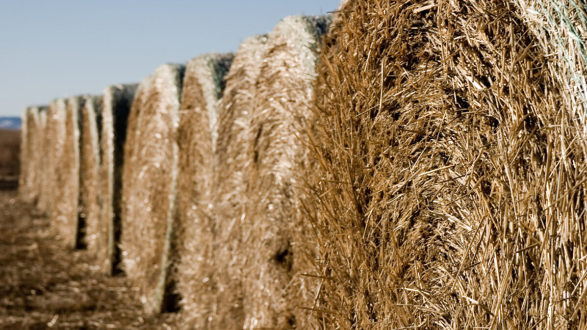 Pasture and Forage Minute: Understanding Hay Test Results, Winter ...