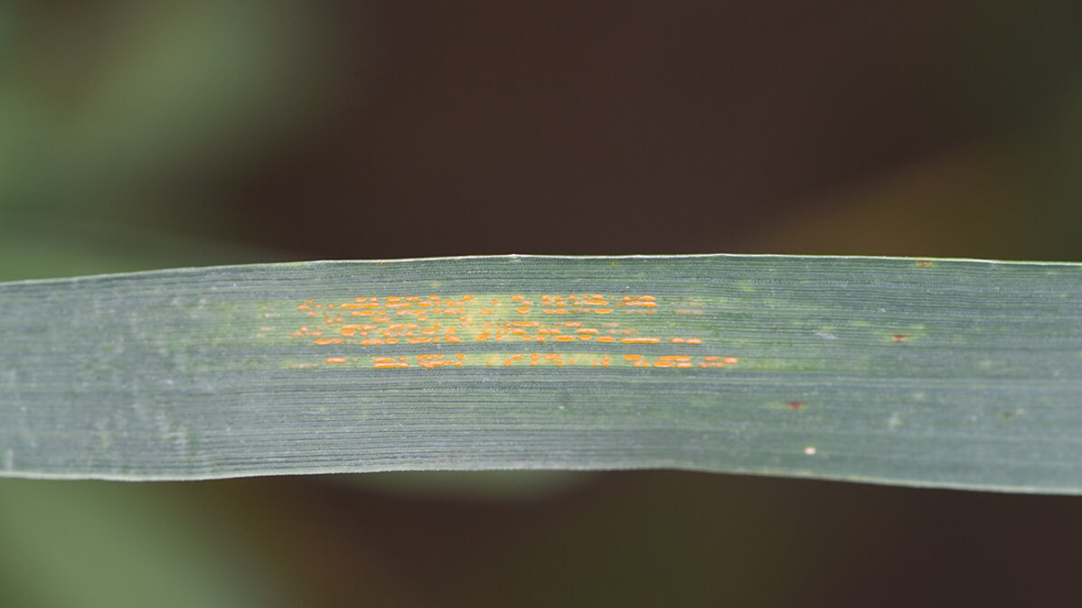 Update on Rust Diseases of Wheat – June 16, 2023 | CropWatch | Nebraska