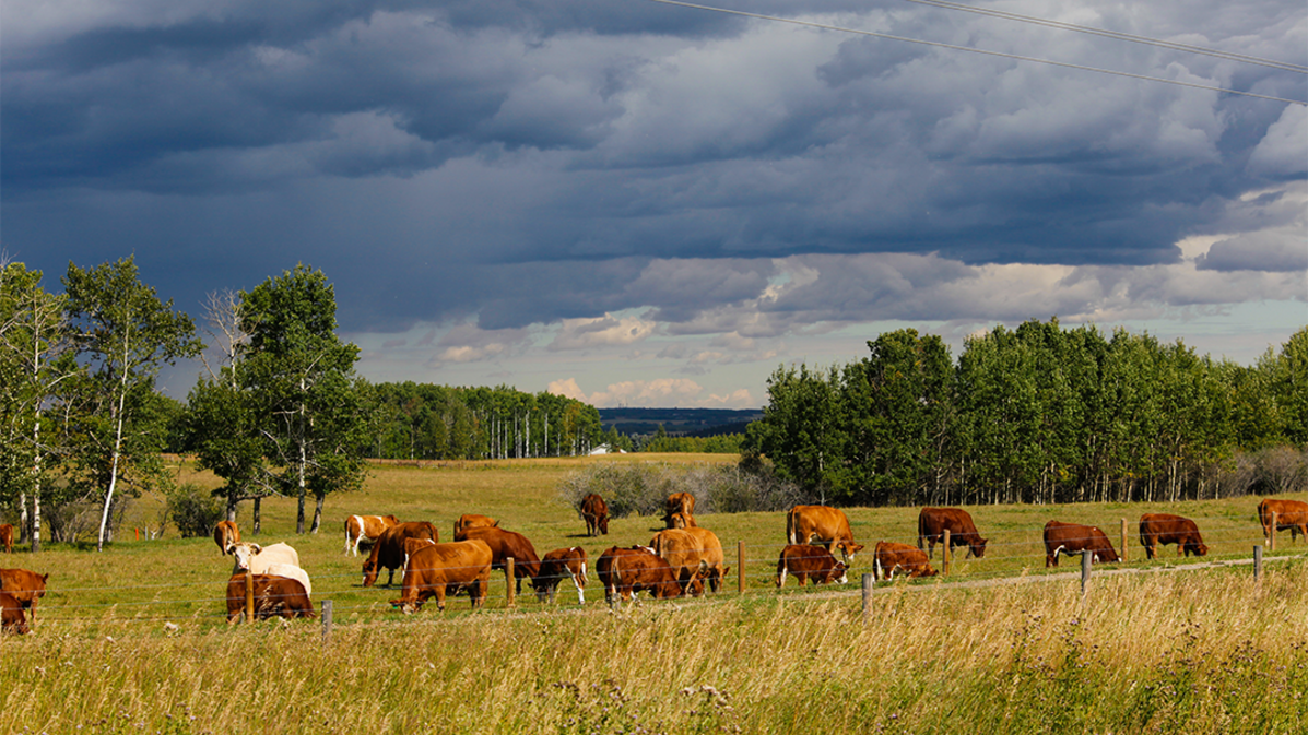 Pasture and Forage Minute: Forage Considerations for Hail, High ...