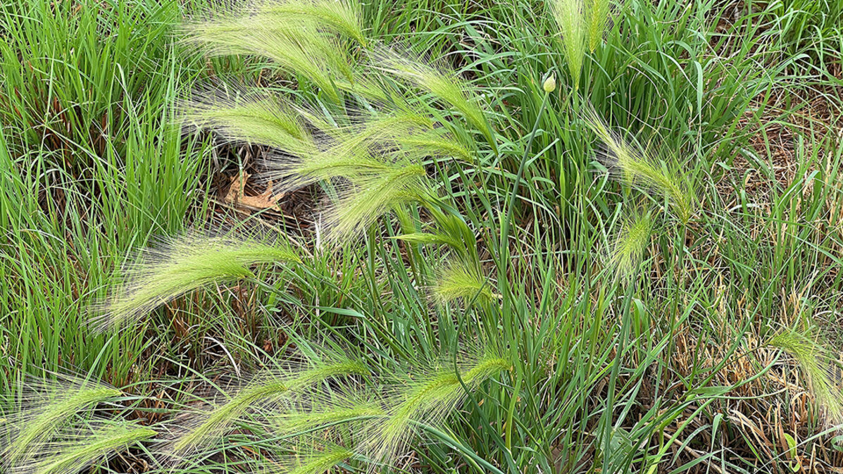 Develop a Management Plan for Foxtail Barley in April and May | CropWatch | Nebraska