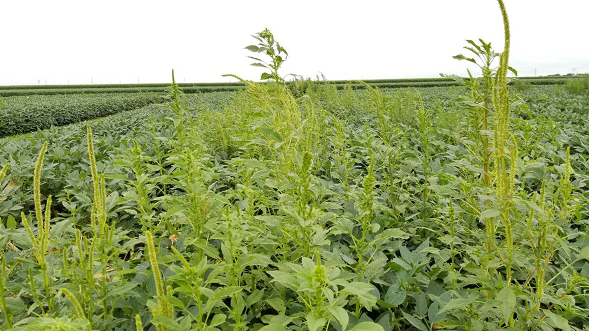 Herbicide-Resistant Weeds: Understanding the Challenge and a Path ...