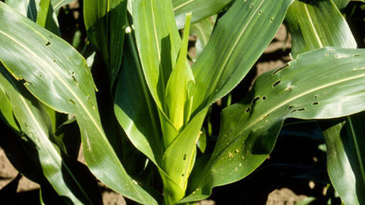 First Generation European Corn Borer Scouting & Treatment | CropWatch ...