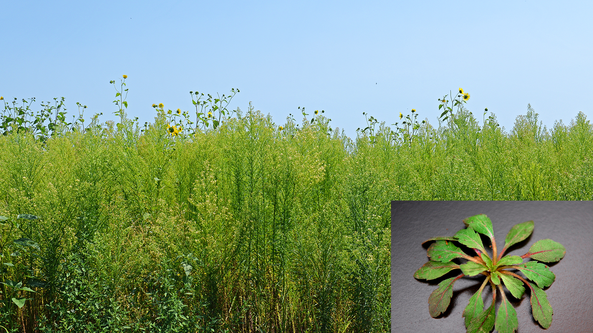 When is a Good Time to Scout and Control Glyphosate-Resistant Marestail ...