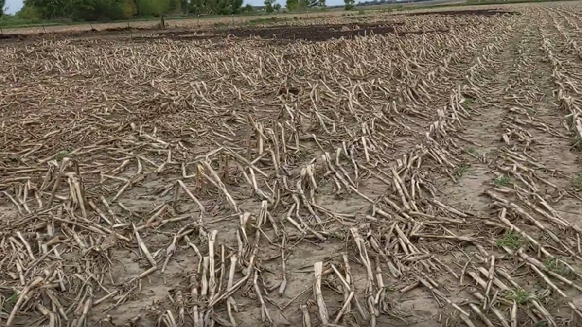 Check Herbicide Restrictions before Planting and Using Cover Crops ...