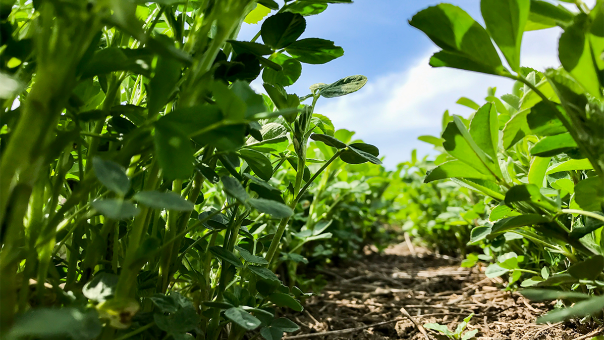 Pasture and Forage Minute: Increasing Alfalfa Productivity with Grass ...