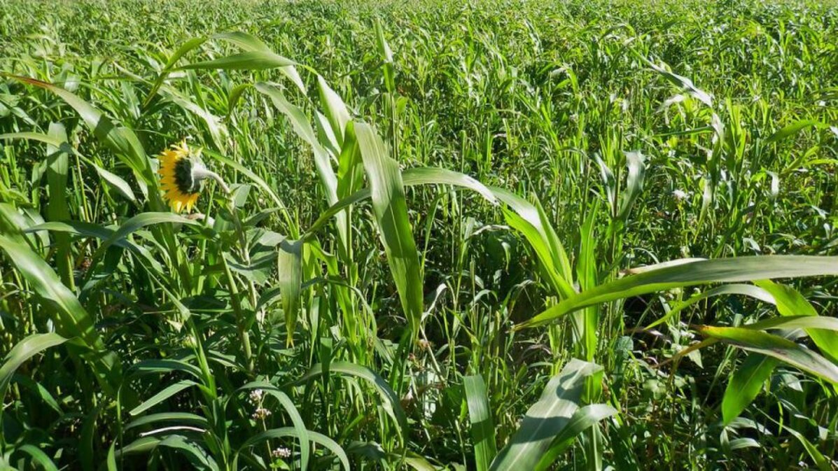 Measuring Up: Annual Forage vs. Row Crop | CropWatch | Nebraska