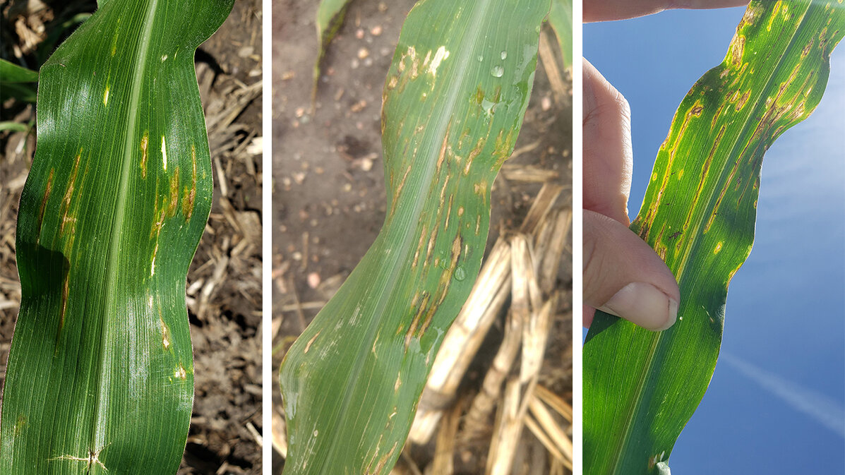 Bacterial Leaf Streak of Corn in Nebraska | CropWatch | Nebraska