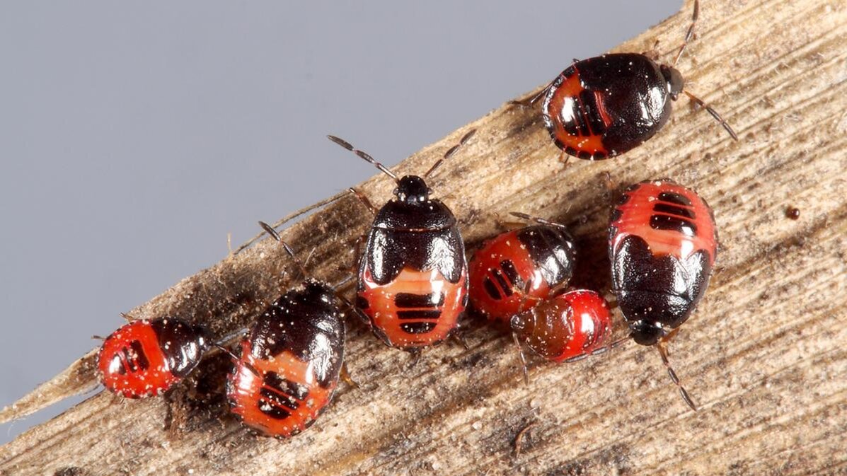 Burrower Bugs in Soybeans | CropWatch | Nebraska