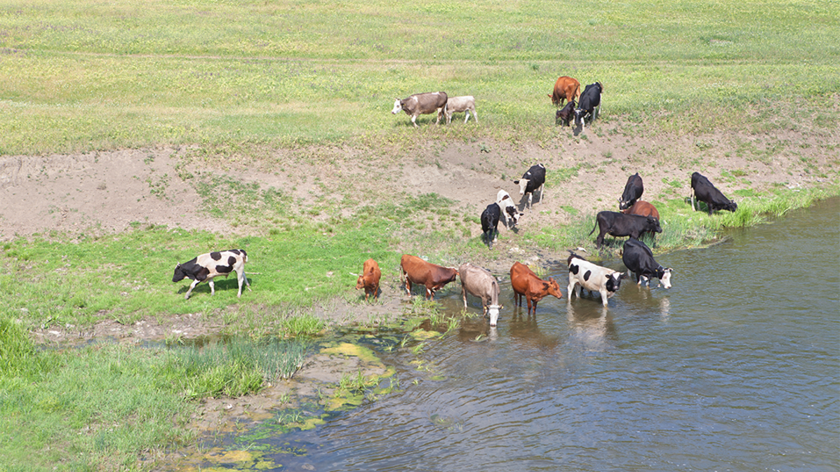 Pasture and Forage Minute: Forage, Insect and Water Quality Issues for ...