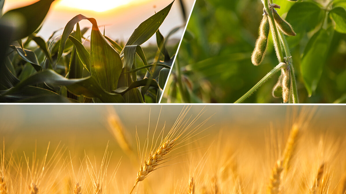 U.S. Acreage Report for 2024 | CropWatch | Nebraska