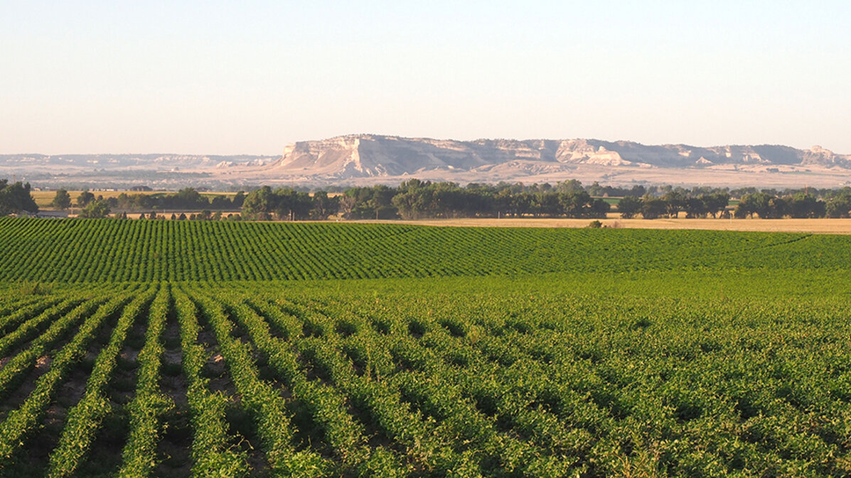Nebraska Crop Production Report for October 2024 | CropWatch | Nebraska