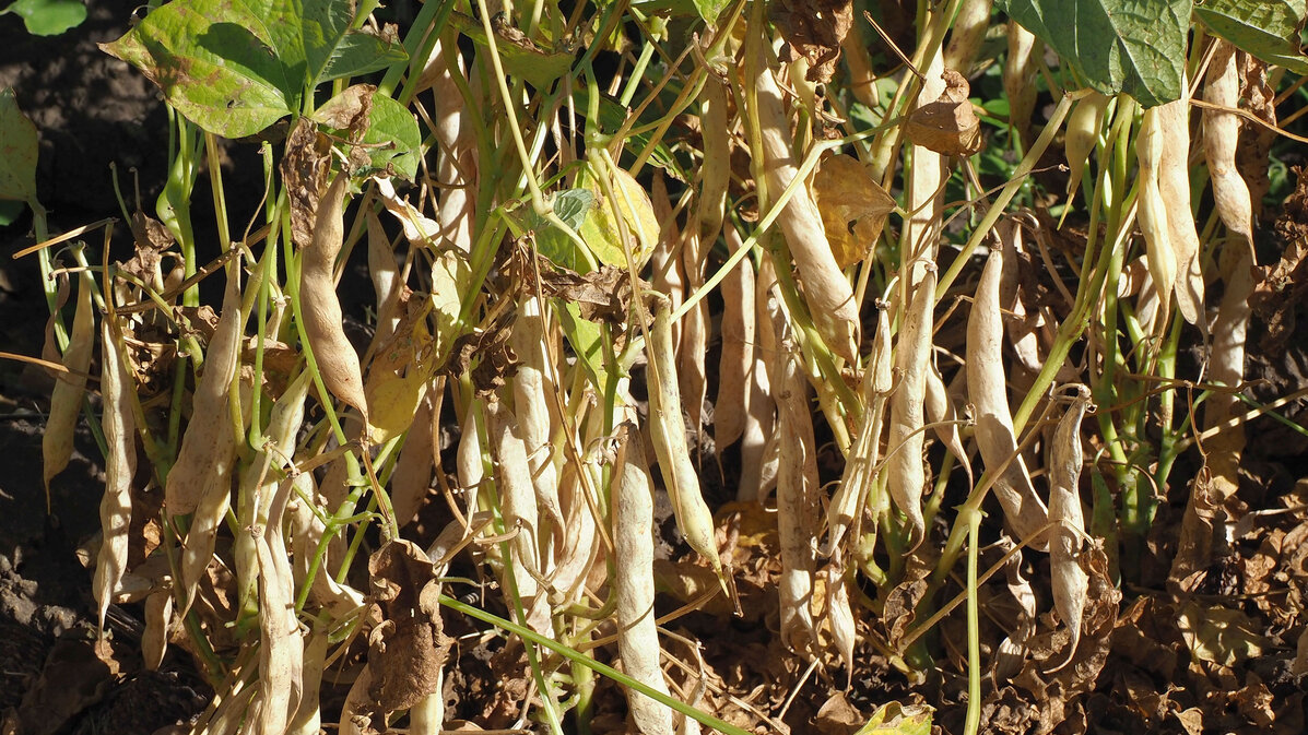 Crops | CropWatch | Nebraska