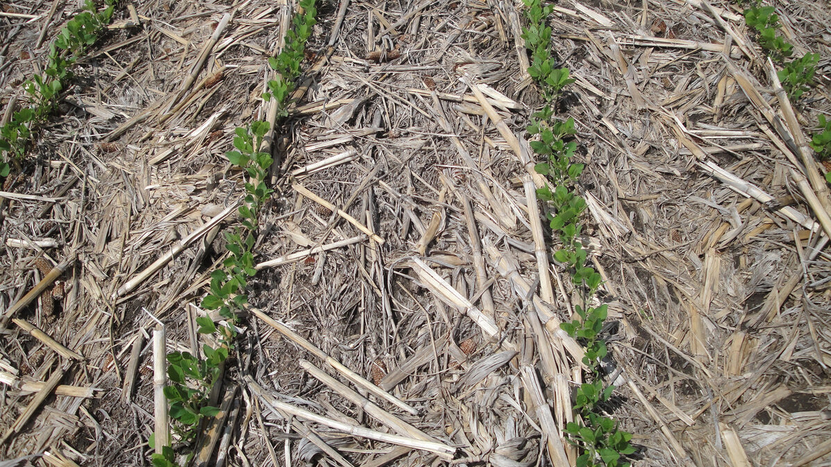 Building Resilient Soil Systems using Residue, No-till, and Cover Crops ...