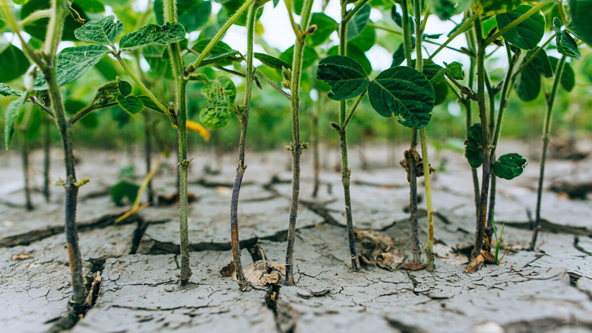 Pasture and Forage Minute: Salvaging Drought-stressed Soybeans as ...