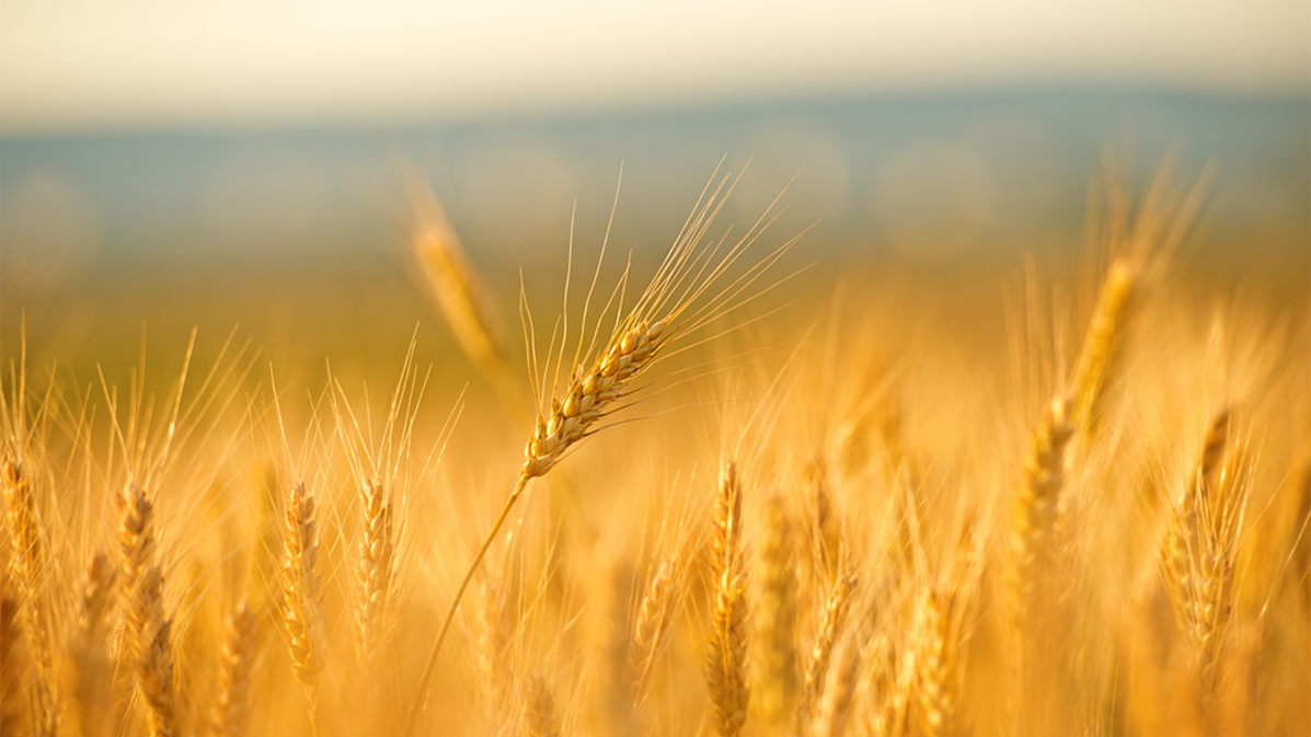 Crop Progress: Winter Wheat Harvest Nears End | CropWatch | Nebraska