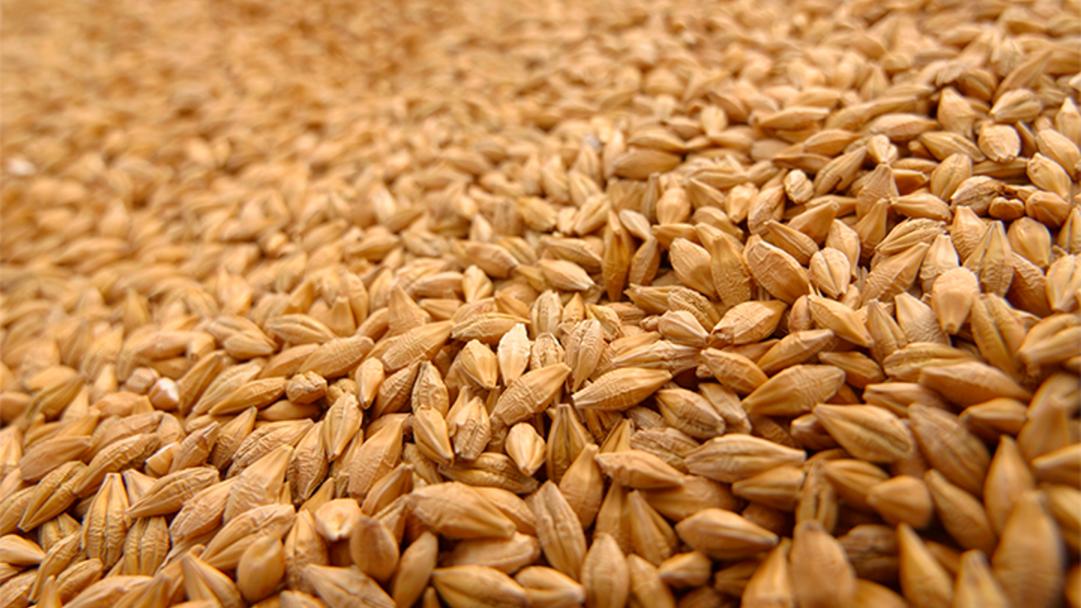 Nebraska June 1, 2023 Grain Stocks | CropWatch | Nebraska
