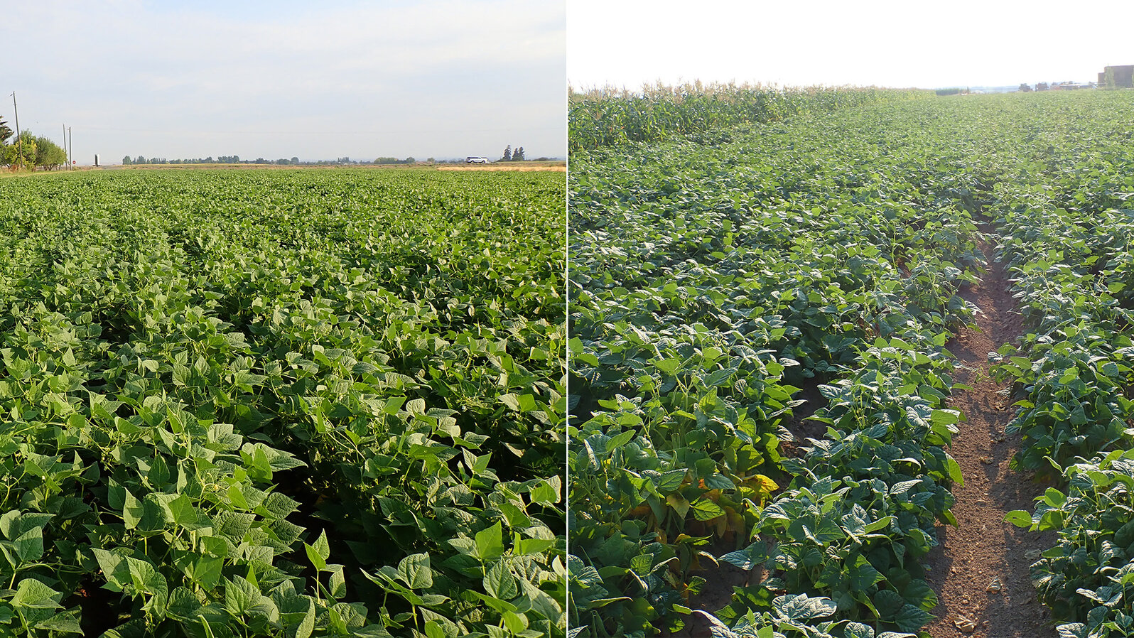 UNL Dry Bean Breeding Program Announces Public Release of Two New Dry Edible Bean Varieties ...