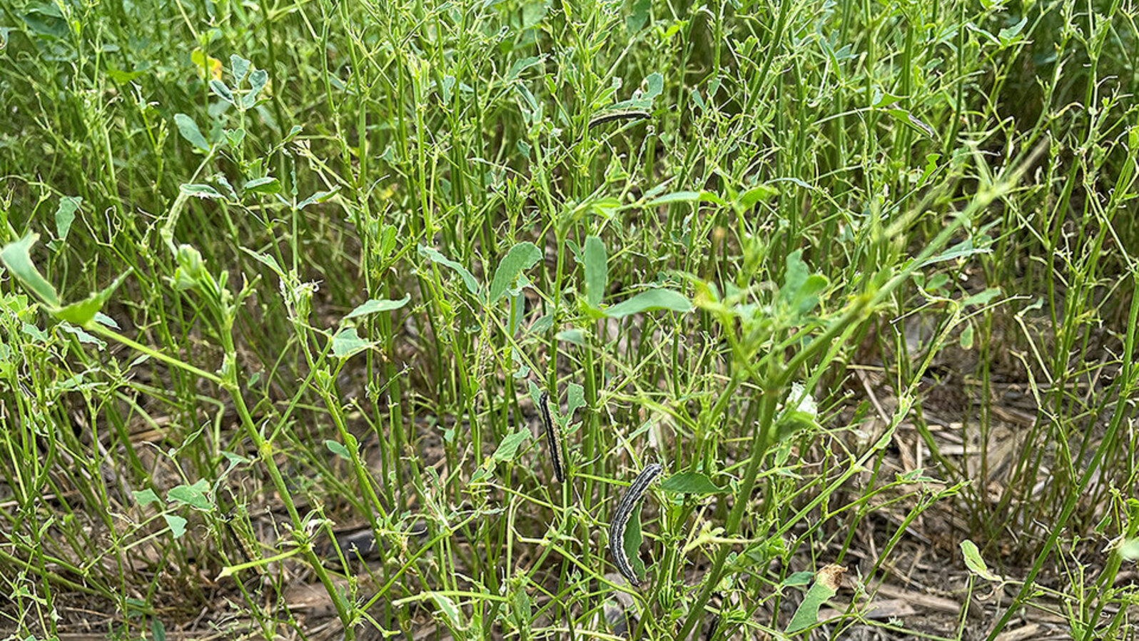 Pasture and Forage Minute: Fall Armyworm Recovery and Reducing Hay ...