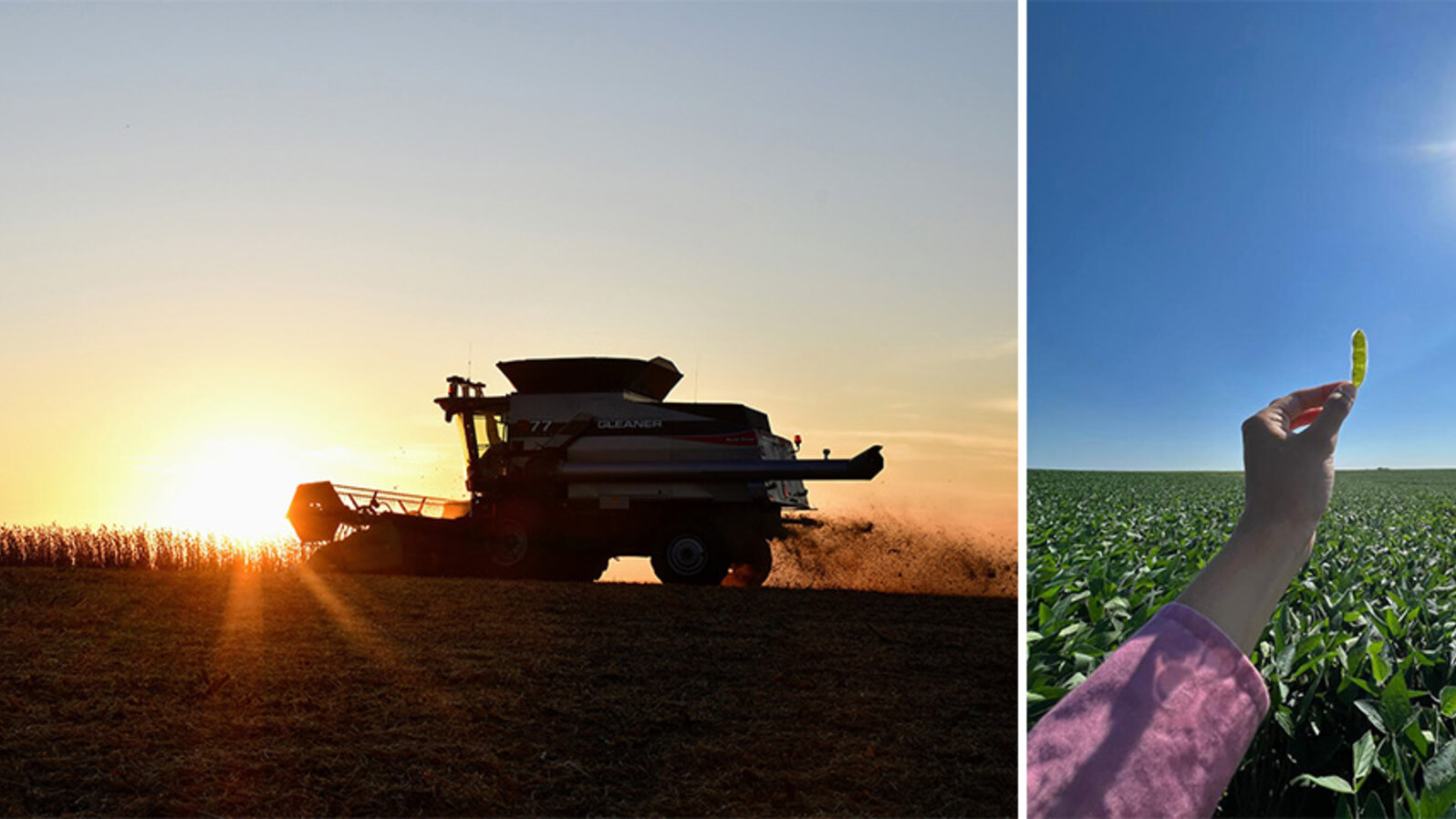 Nebraska Growers Help Estimate Field Variability in Soybean Protein and ...