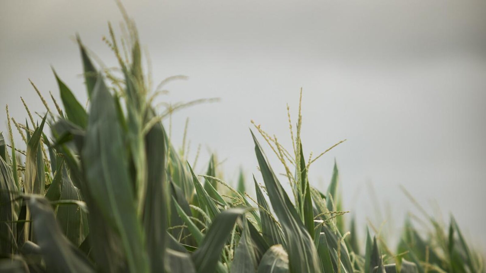 Managing Market Volatility in 2023 | CropWatch | Nebraska
