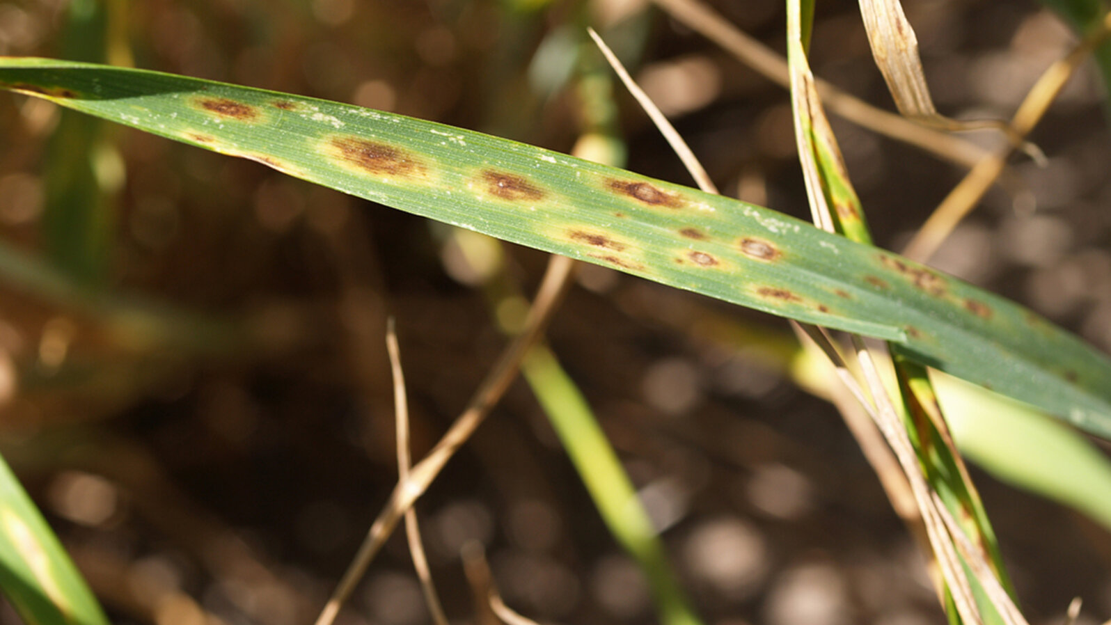 After-harvest Wheat Disease Management Strategies for Reducing Losses ...