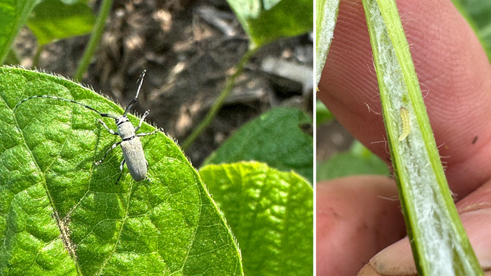 Dectes Stem Borer in Soybean | CropWatch | Nebraska