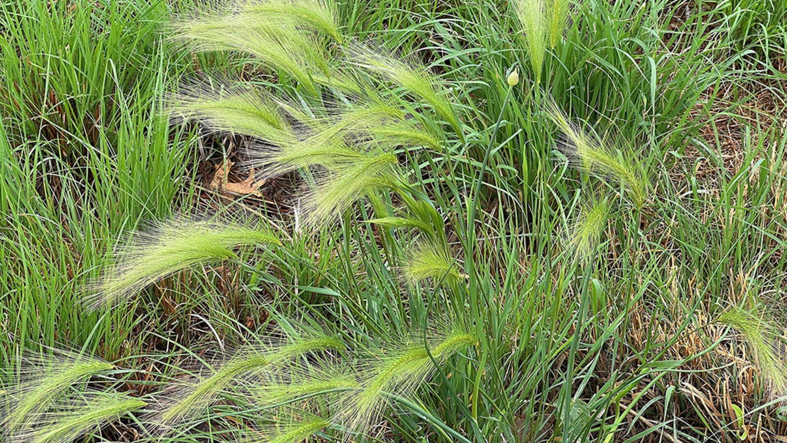 Develop a Management Plan for Foxtail Barley in April and May ...