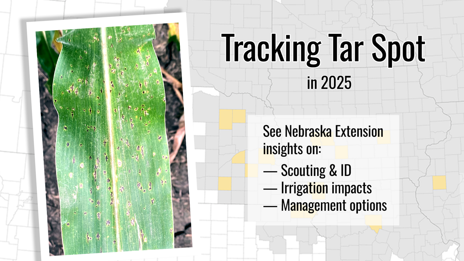 Early Tar Spot Detected in Nebraska Corn; Irrigation Shown to Elevate ...