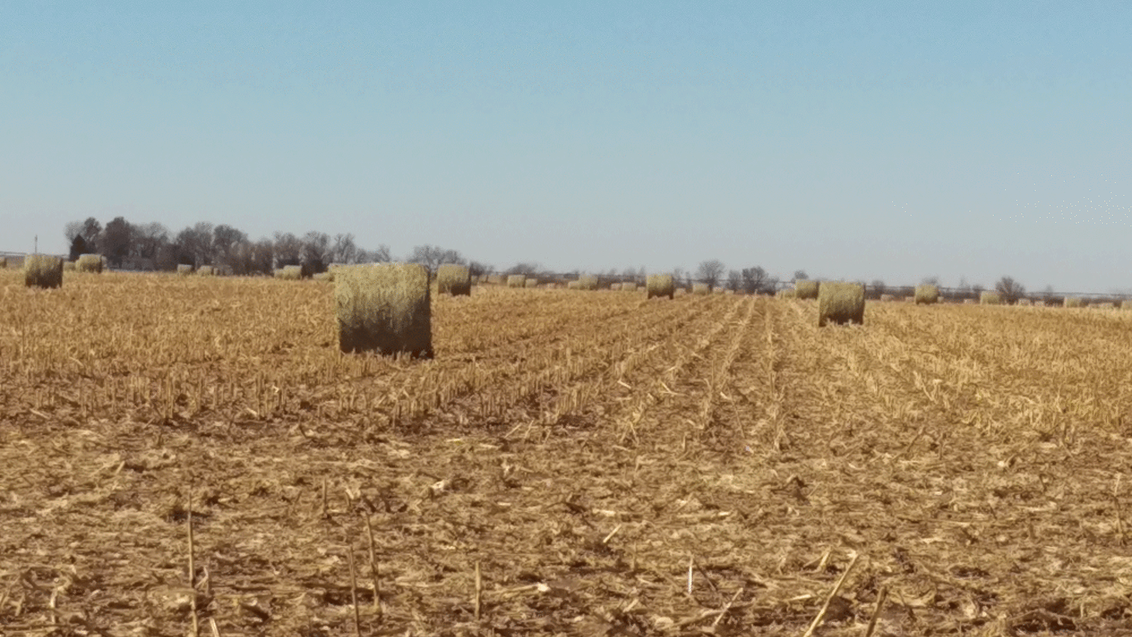 Crop Residue Removal: Impacts on Yield | CropWatch | Nebraska