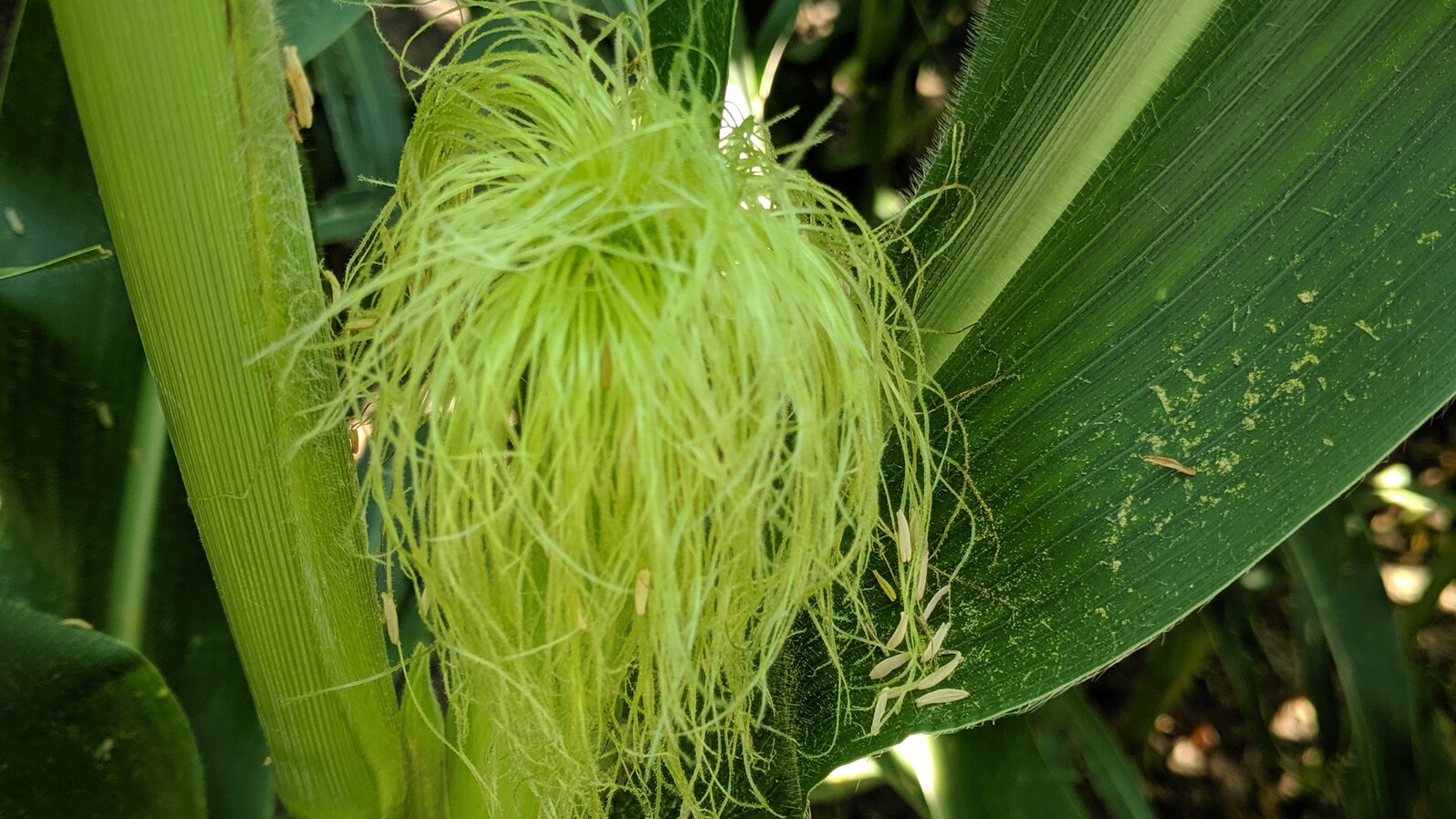 How Extended High Heat Disrupts Corn Pollination | CropWatch | Nebraska