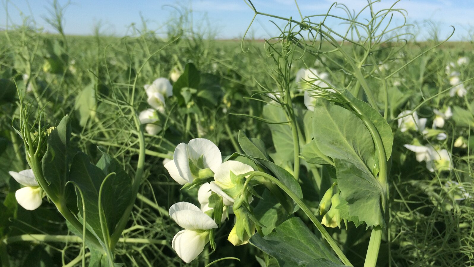 Field Pea Seeding Rates, Seeding Depth, and Inoculant | CropWatch ...