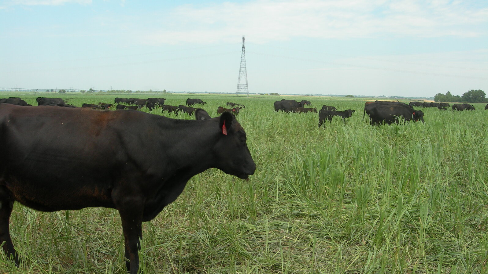 Pasture Rental Rates | CropWatch | Nebraska