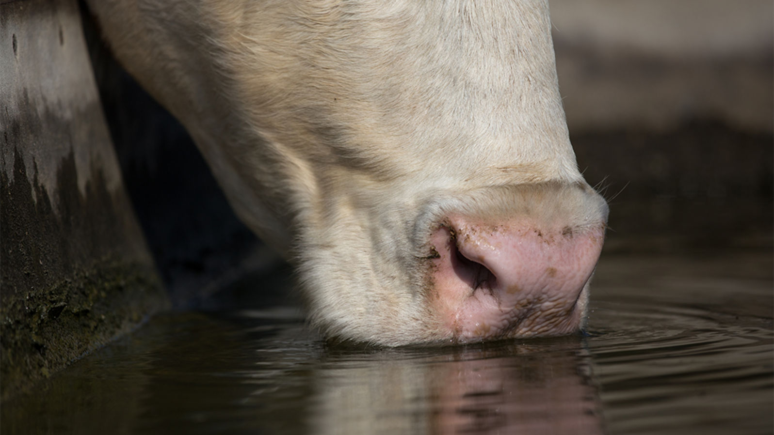 Pasture and Forage Minute: Heat Effects on Alfalfa, Stock Tank Algae ...