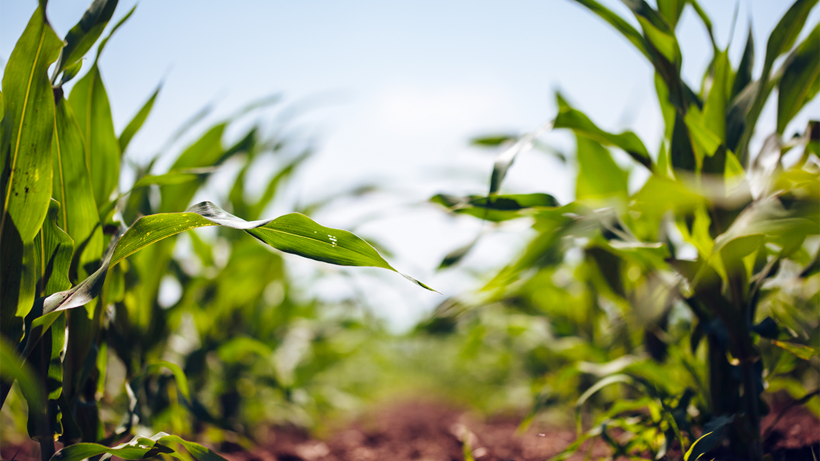 Handy Bt Trait Table Updated for 2025 Corn | CropWatch | Nebraska
