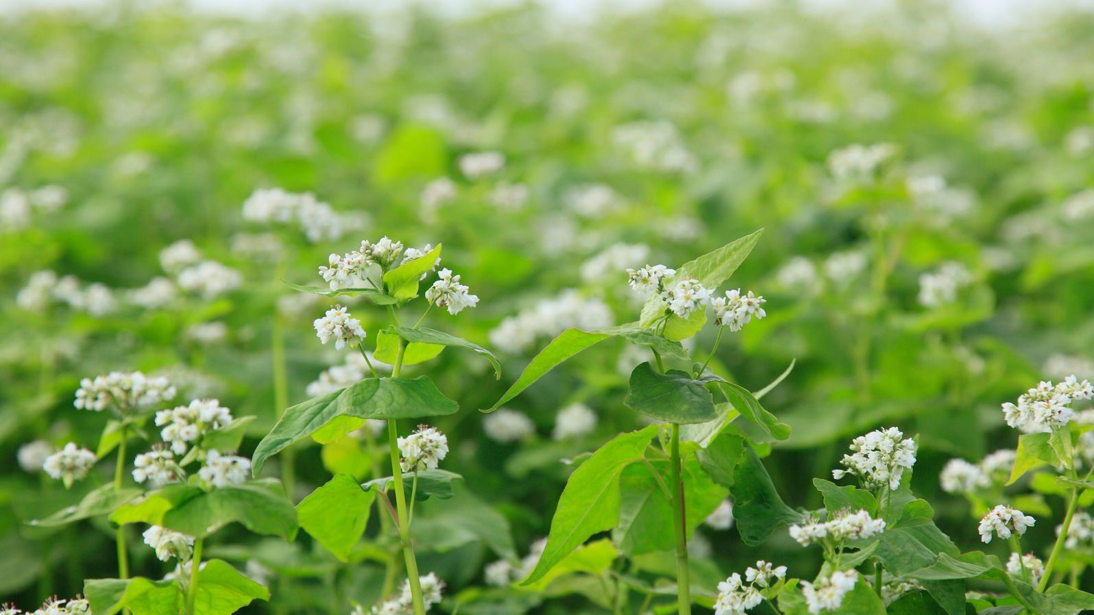 UNL Crop Variety and Hybrid Testing Program | CropWatch | Nebraska