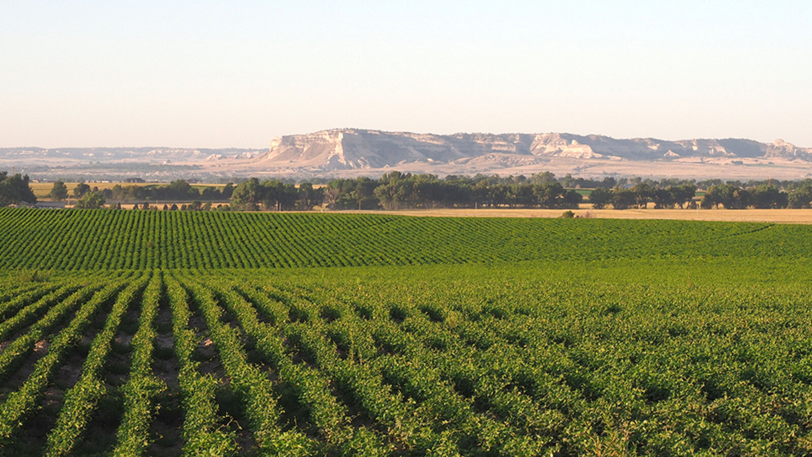 Nebraska Crop Production Report for October 2024 | CropWatch | Nebraska
