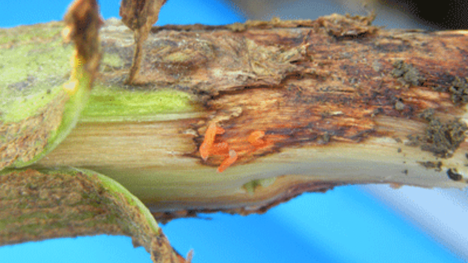 Gall Midge Larvae Found In Soybeans | CropWatch | Nebraska