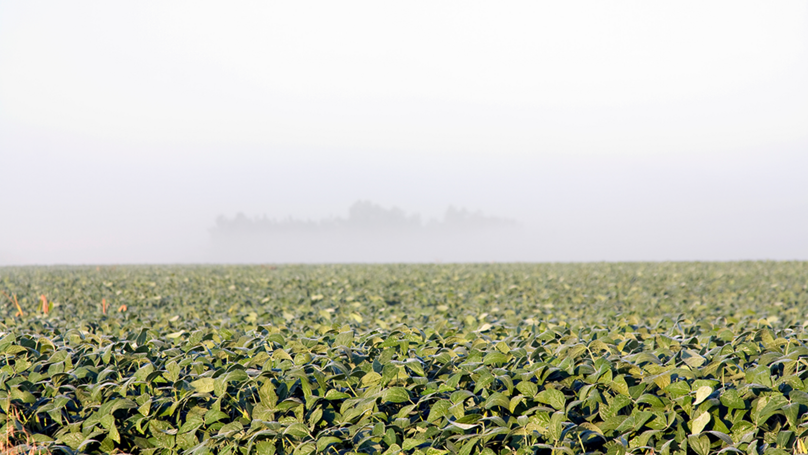 Crop Progress: Nebraska Crops on Track for Timely Harvest | CropWatch ...