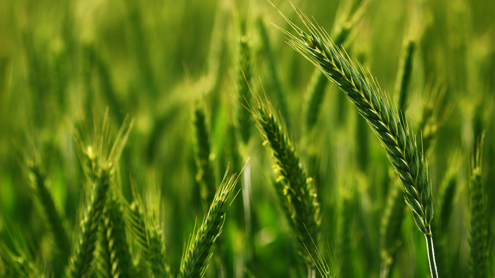 Pasture and Forage Minute: Double Cropping Forages, Alfalfa Dormancy ...