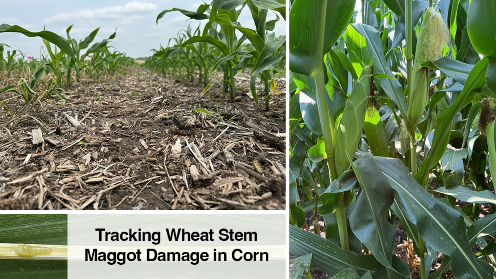 Wheat Stem Maggot in Corn: Field Observations and Follow-Up | CropWatch ...