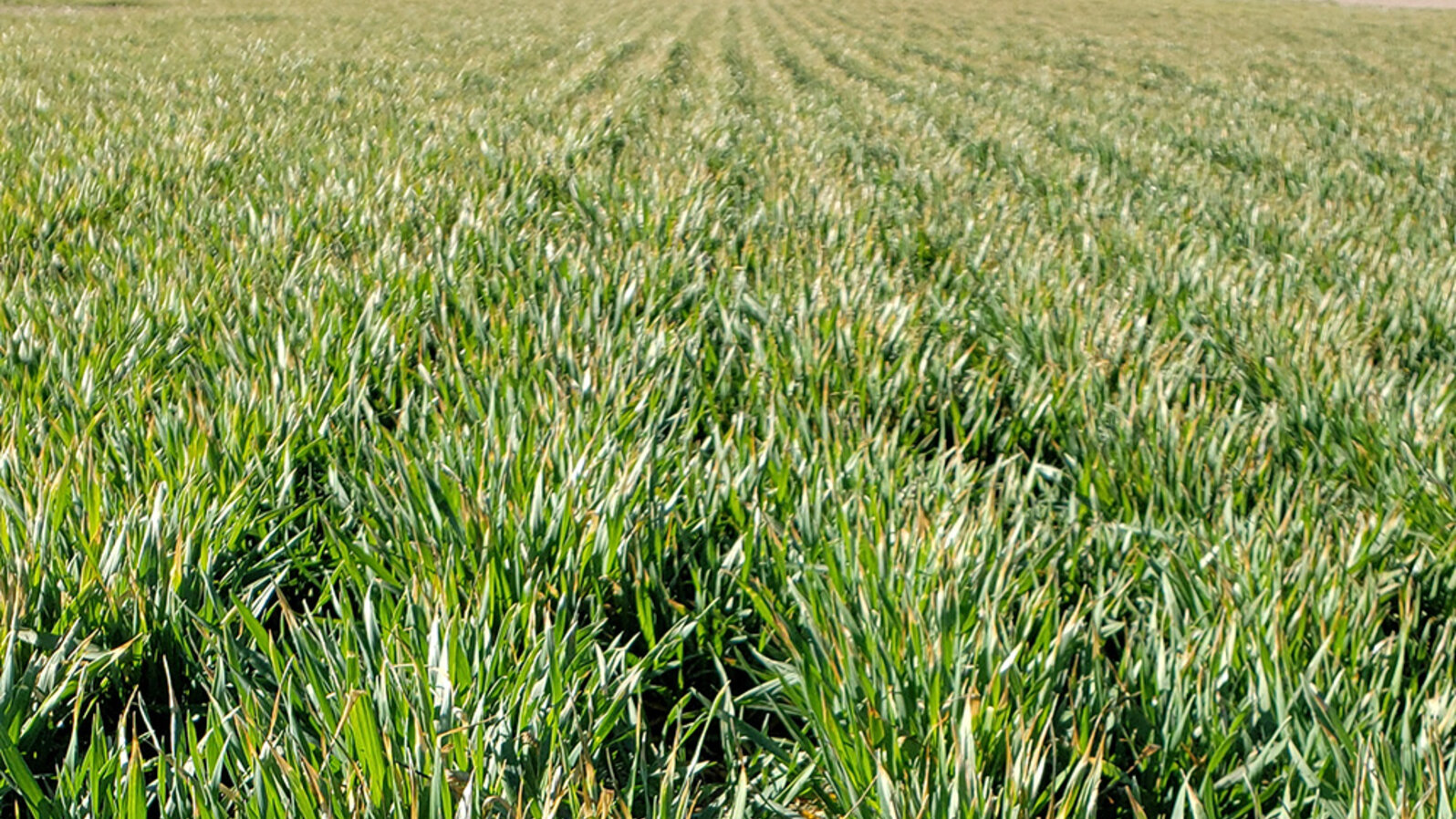 Crop Progress: Winter Wheat Condition at 64% Fair to Excellent ...