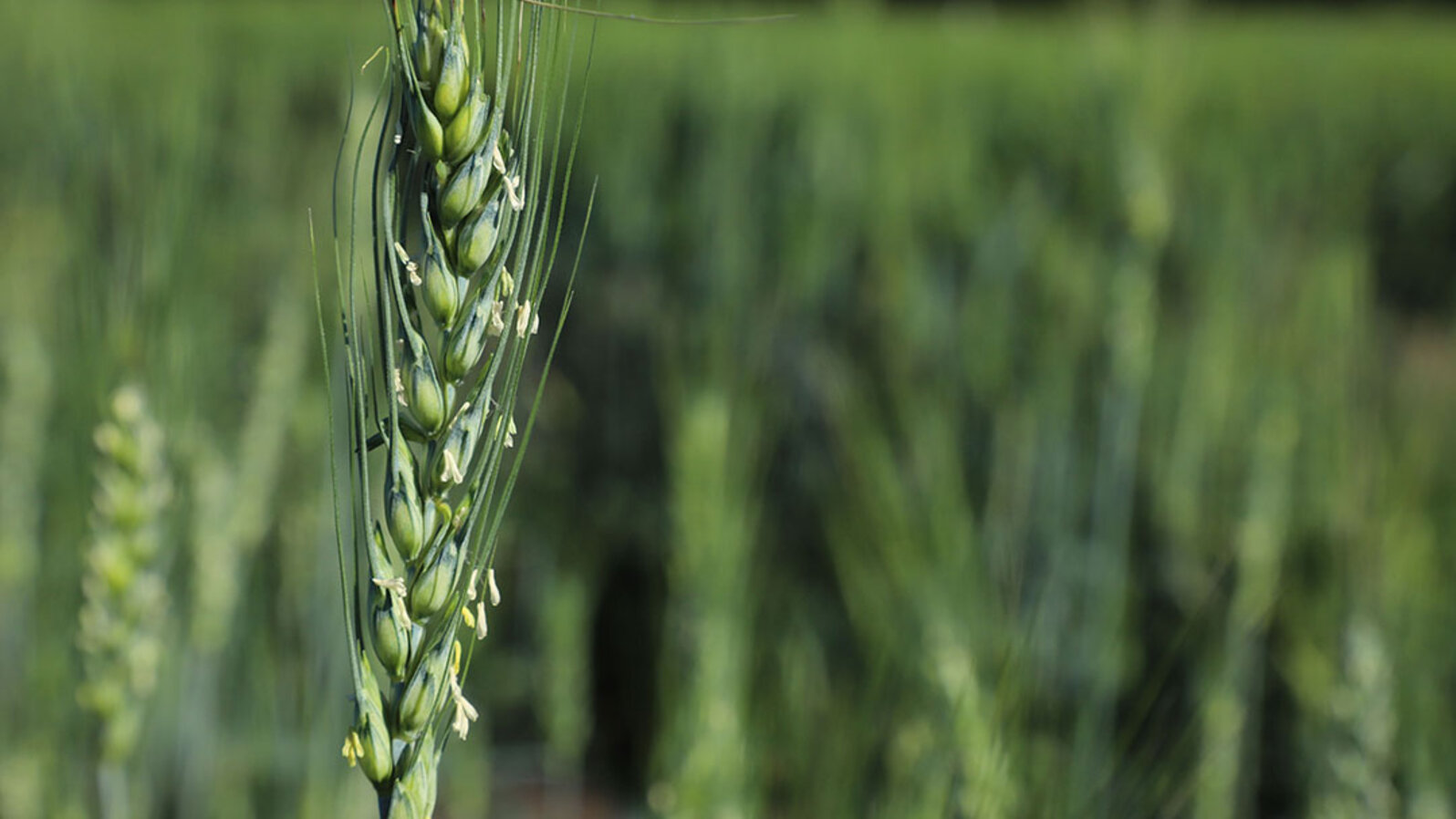 Crop Progress: Drought Delays Winter Wheat Emergence | CropWatch | Nebraska