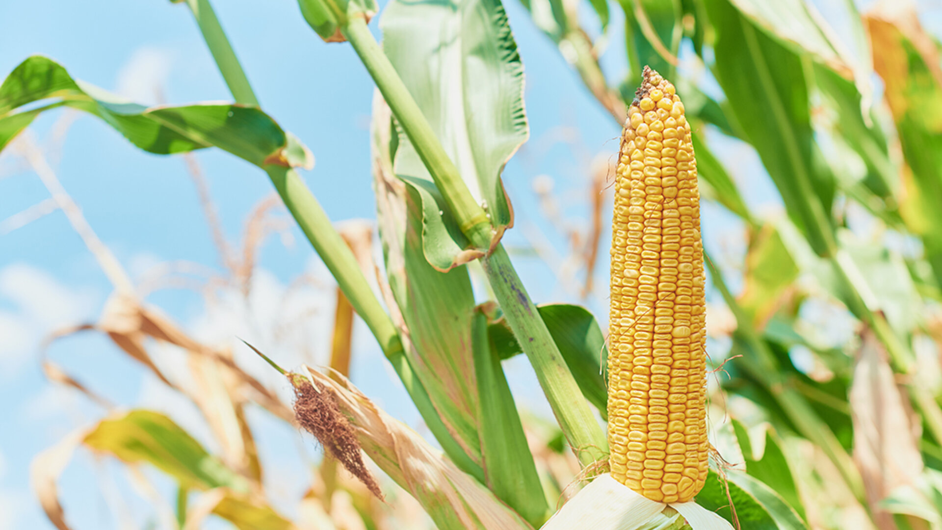 Crop Progress: Winter Wheat Harvest Winds Down, Corn Moves Toward Finish | CropWatch | Nebraska