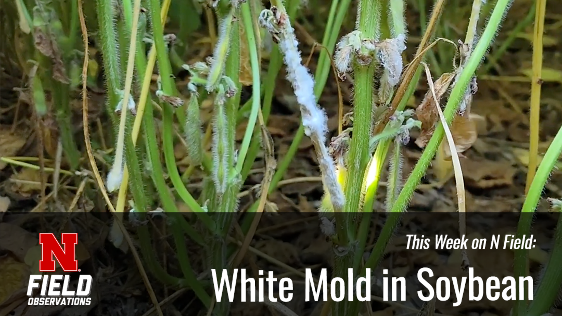 This Week on N Field: White Mold in Soybean | CropWatch | Nebraska