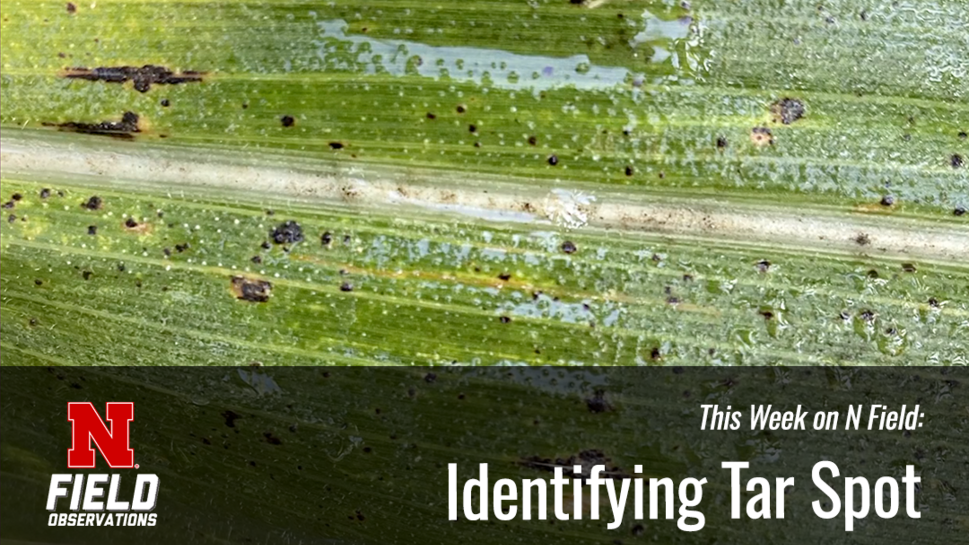 White Mold in Sunflower | CropWatch | Nebraska