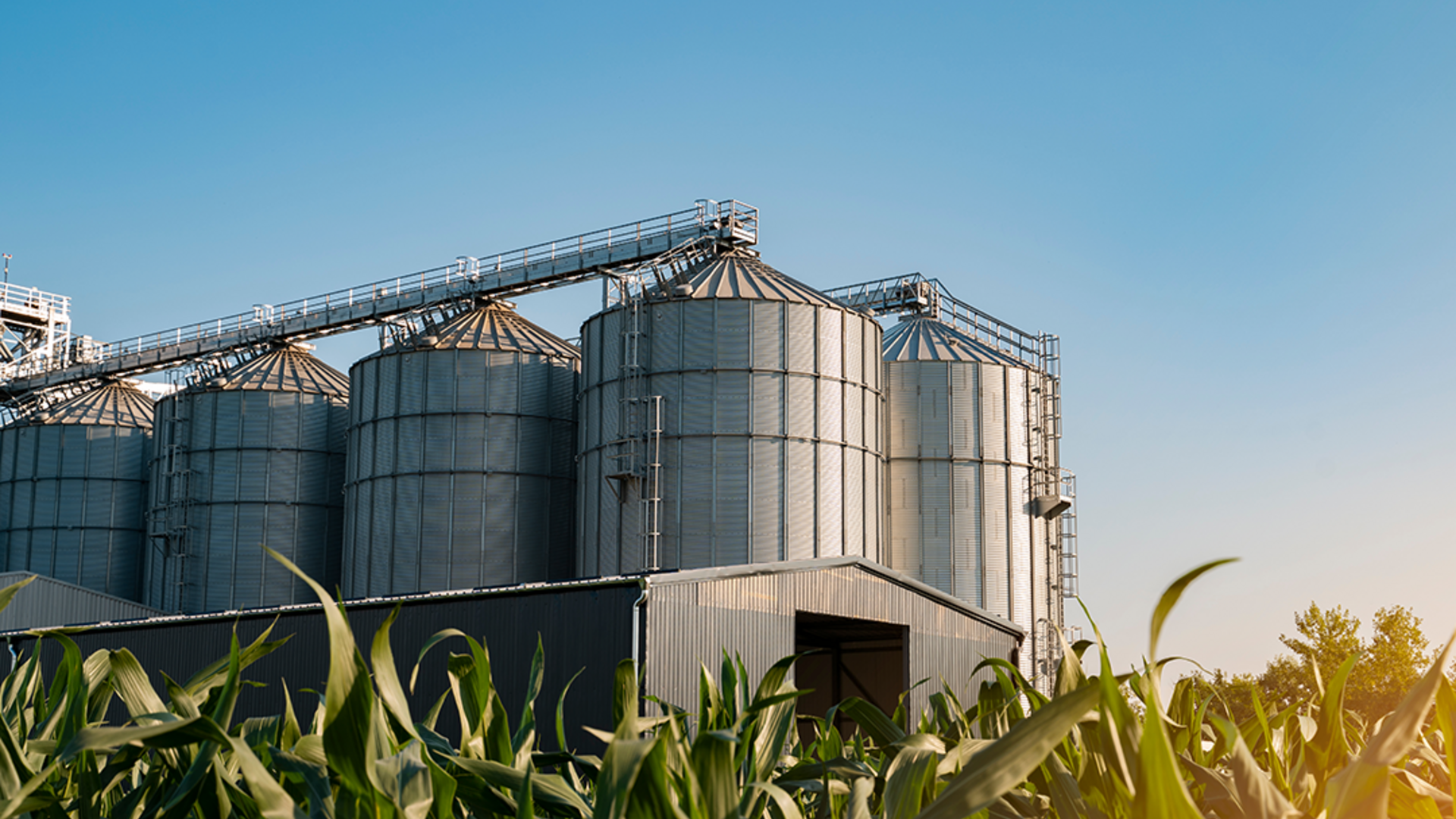 USDA to Open General and Continuous CRP Enrollment for 2025 | CropWatch ...