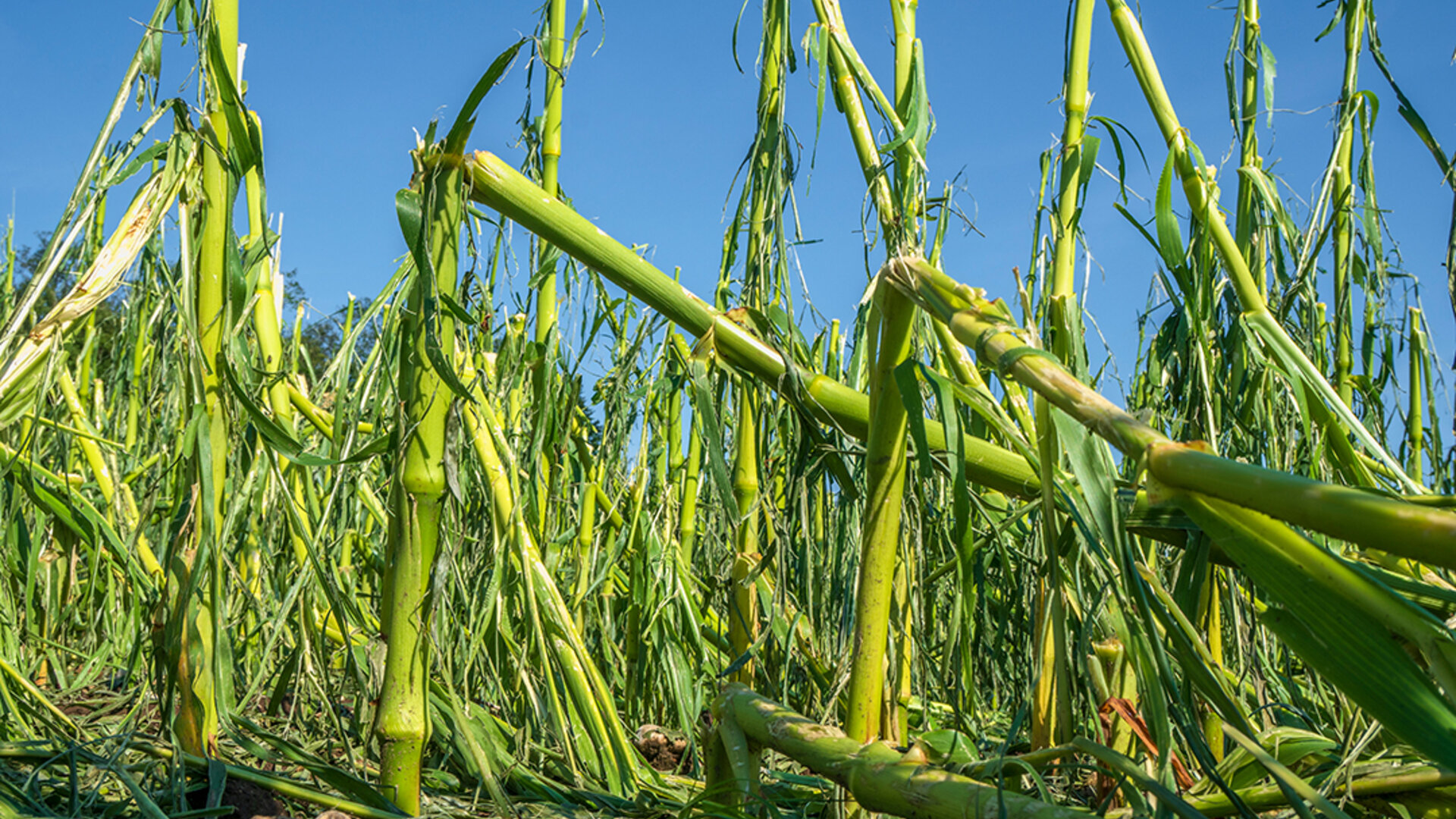 USDA to Open General and Continuous CRP Enrollment for 2025 | CropWatch ...