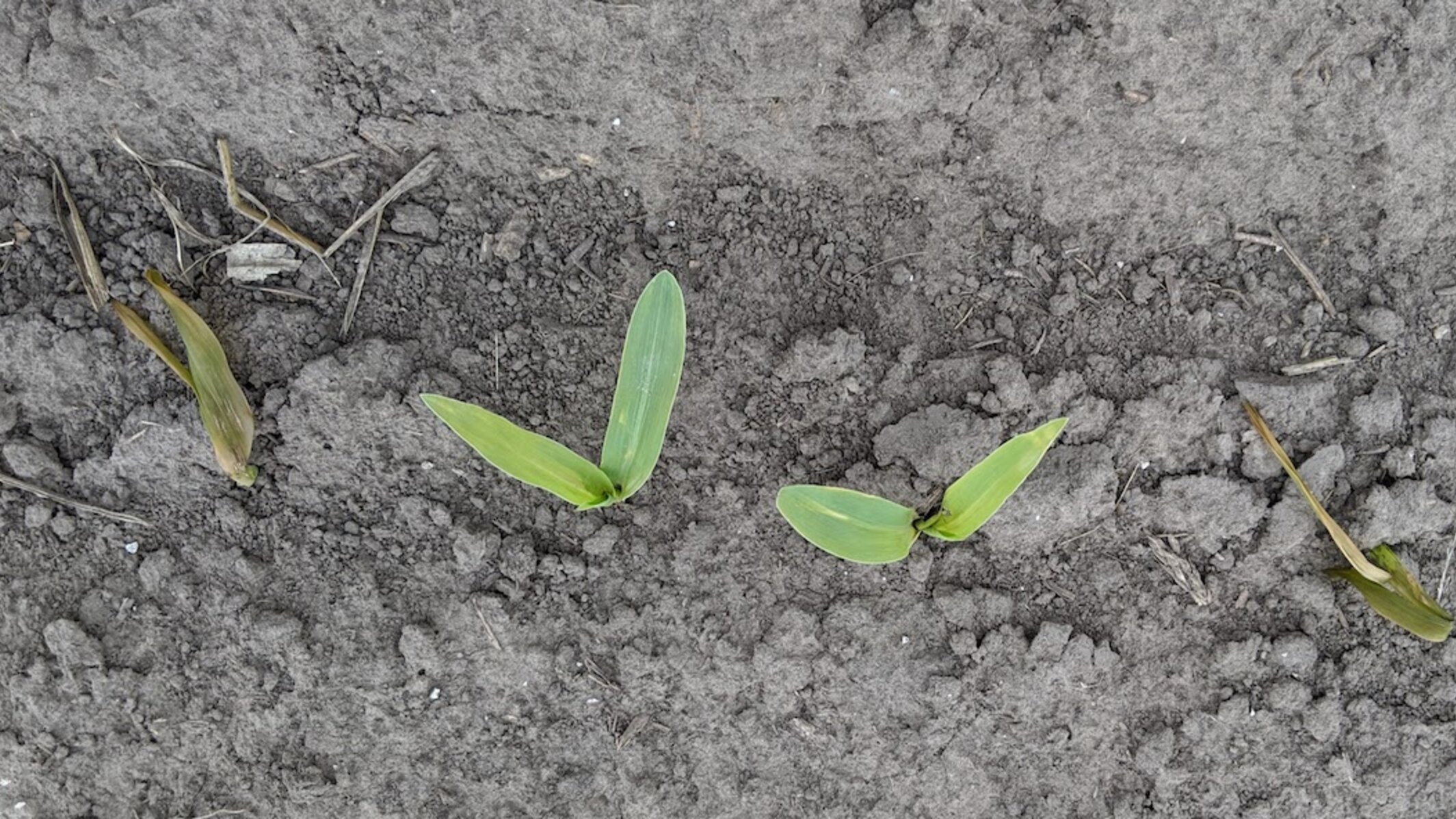 Evaluating Freeze and Chilling Injury in Corn and Soybeans | CropWatch ...