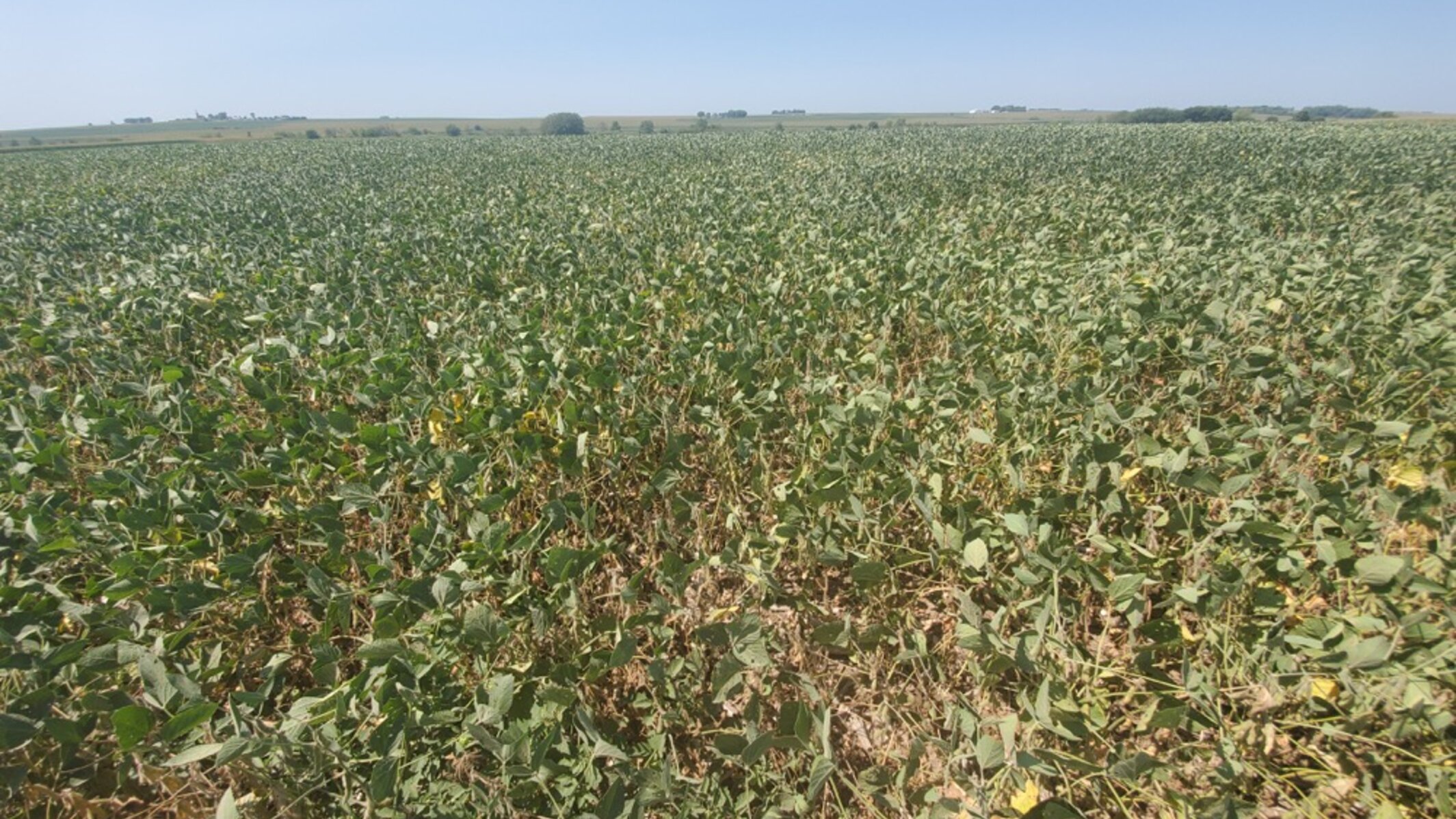 Harvesting Soybeans for Hay or Silage | CropWatch | Nebraska