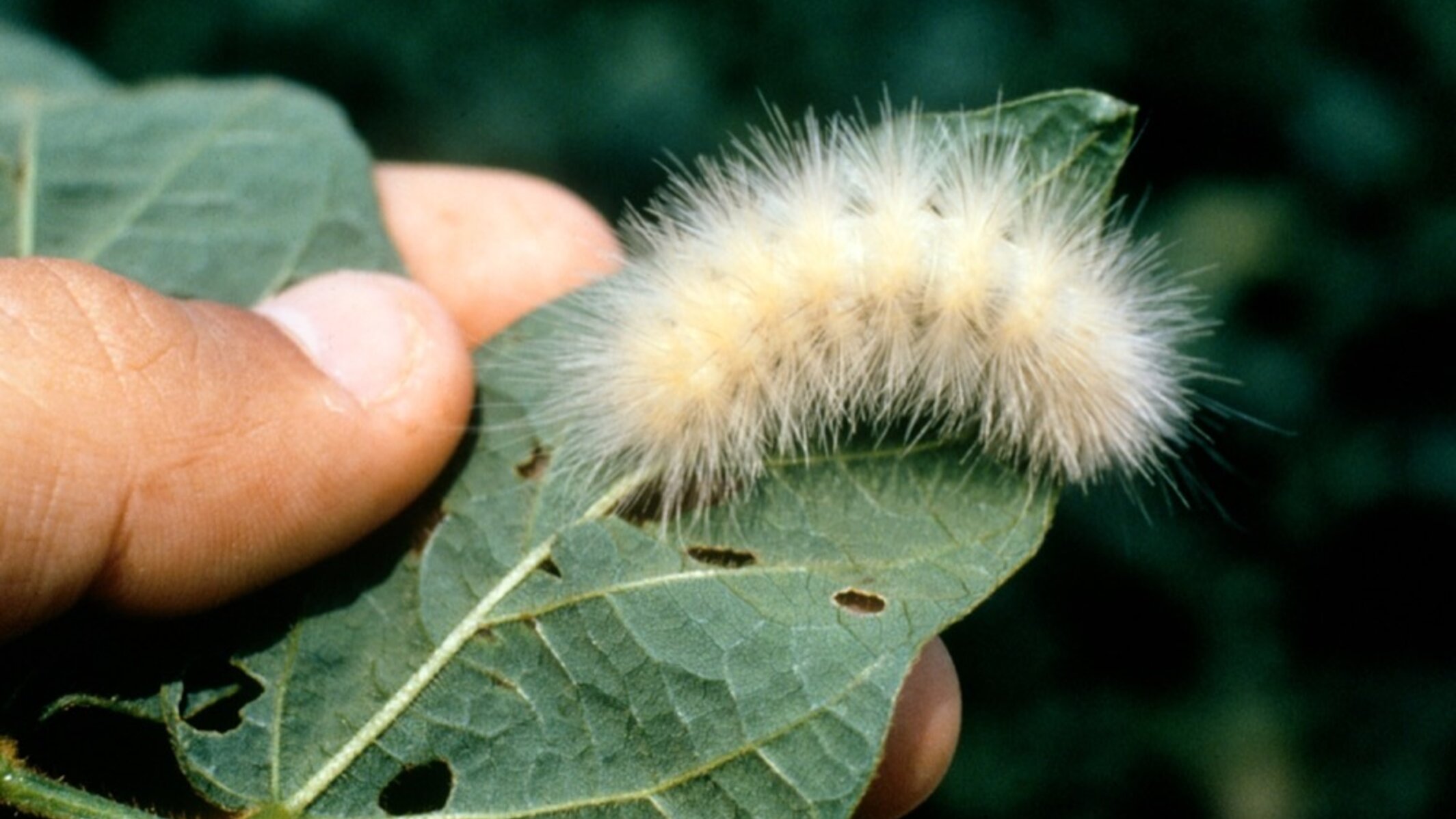 Woolly Bears in Late Maturing Soybean Fields | CropWatch | Nebraska